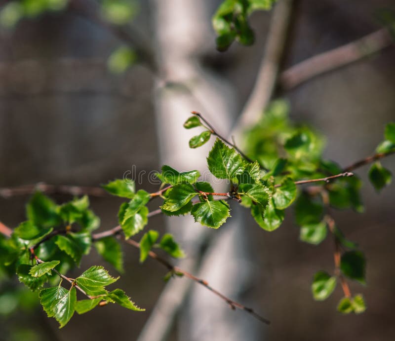 Birch Branch with Young Leaves on the Background Stock Photo - Image of ...