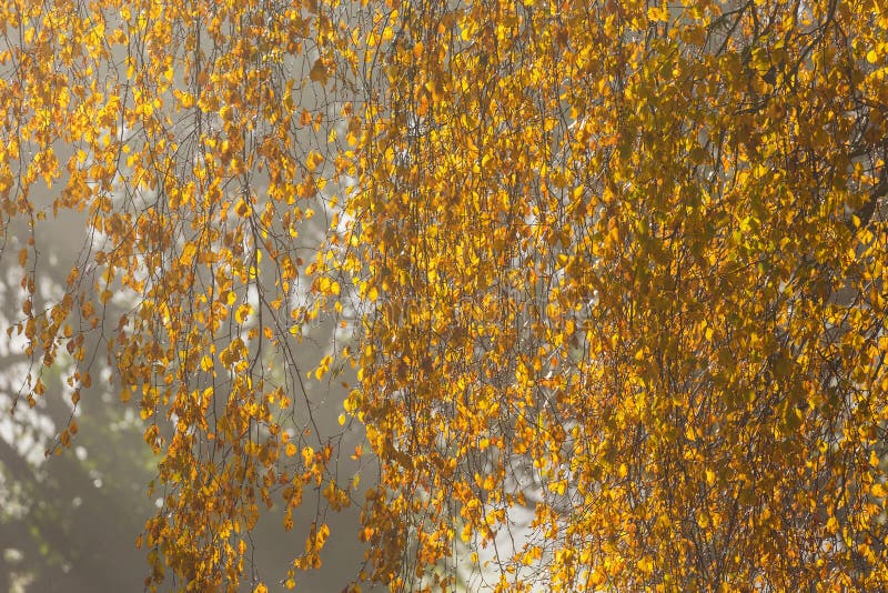 Birch Branches Covered with Young Bright Green Foliage and Illuminated ...