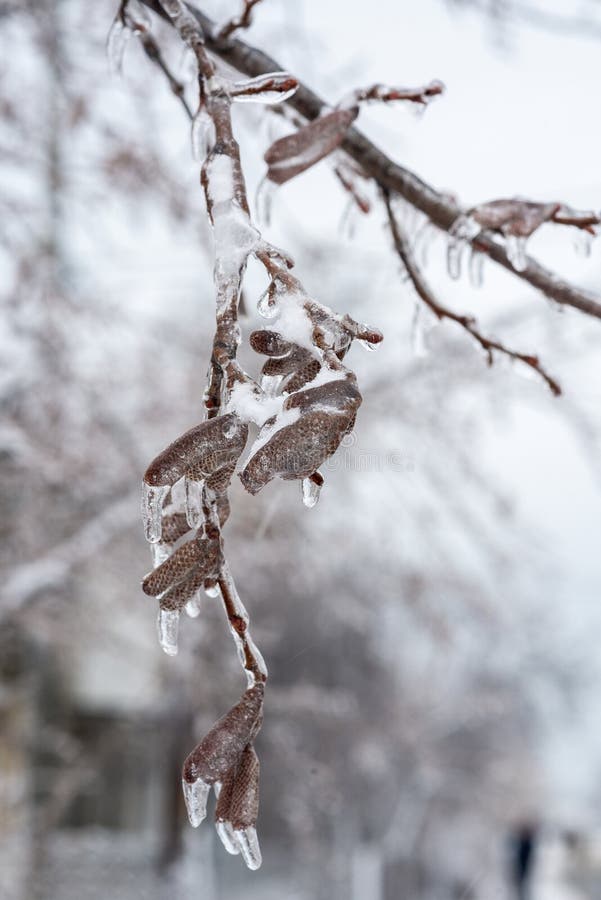 Birch Branches Covered with Ice. Tree Completely Covered with Ice Stock ...