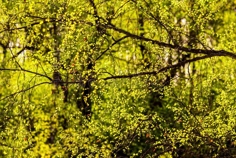 Birch Branches Covered with Young Bright Green Foliage and Illuminated ...