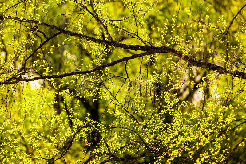 Birch Branches Covered with Young Bright Green Foliage and Illuminated ...