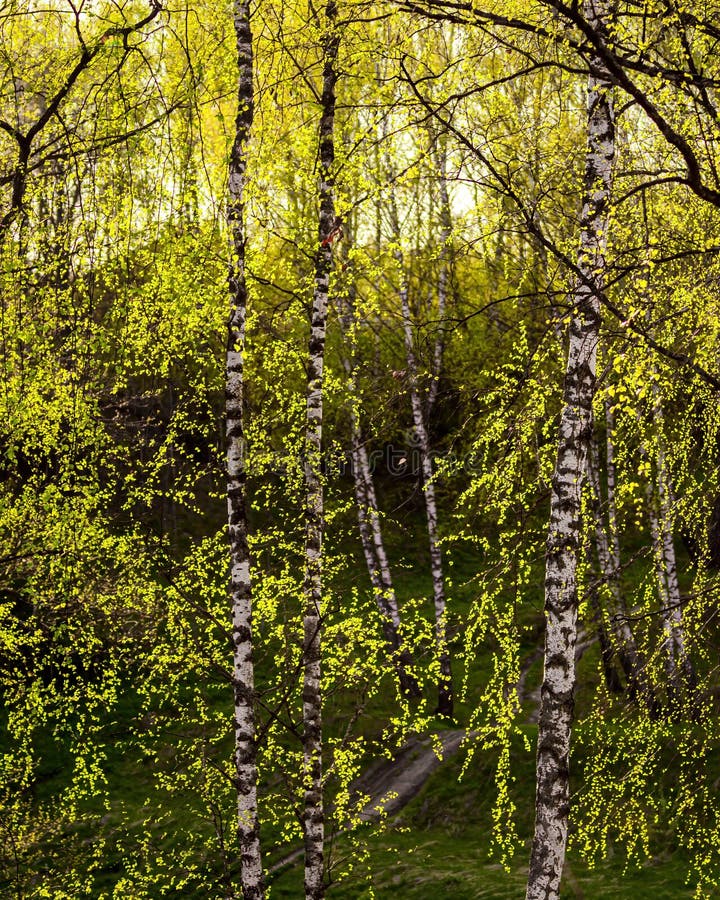 Birch Branches Covered with Young Bright Foliage and Illuminated by the ...