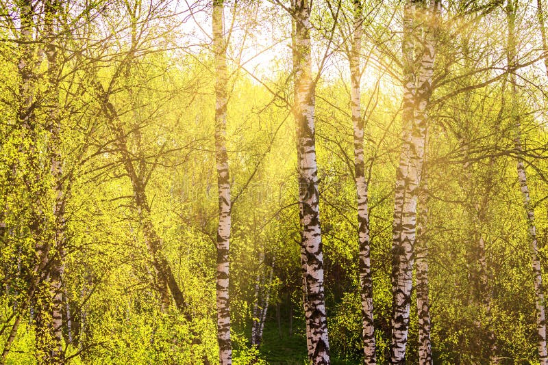 Birch Branches Covered with Young Bright Green Foliage and Illuminated ...