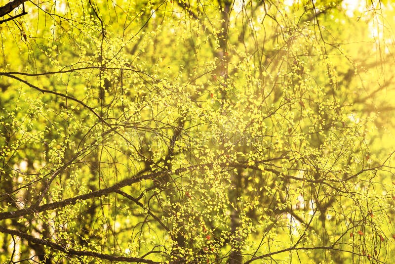 Birch Branches Covered with Young Bright Green Foliage and Illuminated ...