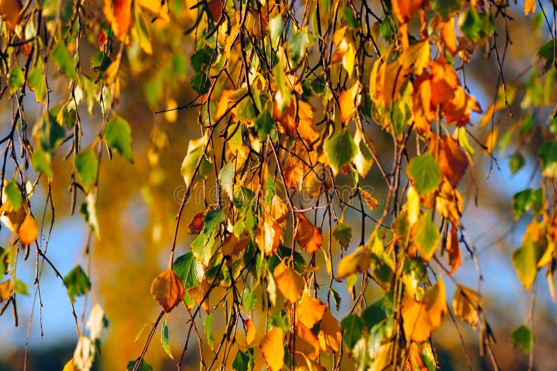 Birch Branches in Fall stock photo. Image of beautiful - 214391434