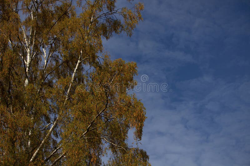 Birch Branches with First Spring Buds and Young Green Leaves Stock ...