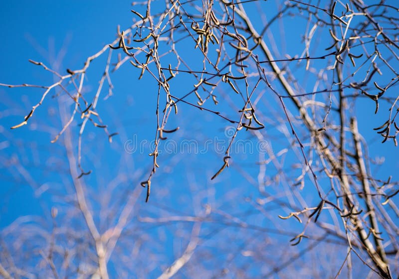 Birch Branches with Fruit Against the Blue Sky in November Stock Image ...
