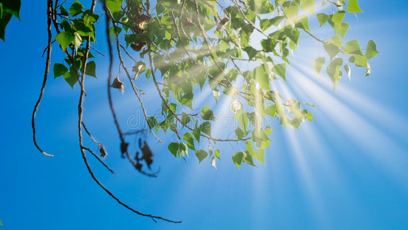 Birch Branches with Green Leaves Moving in the Wind in Front of the Sky ...