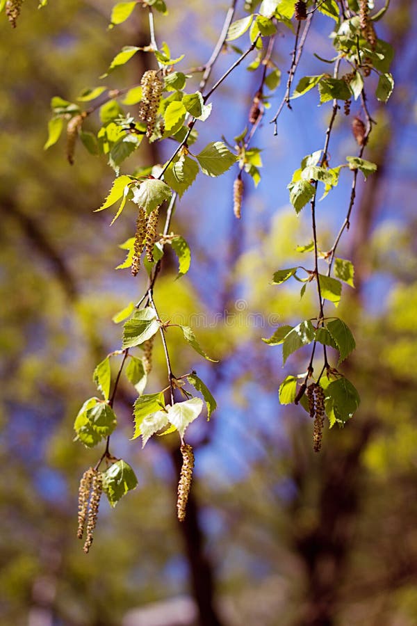 Branches of a Birch in Spring Stock Photo - Image of branches, closeup ...