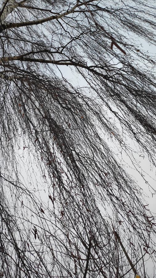 Birch branches texture stock photo. Image of birch, branches - 132758514