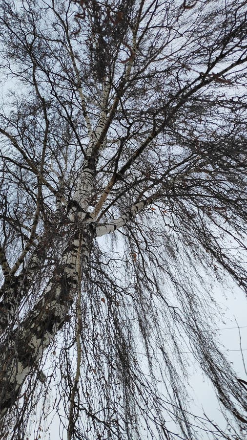 Birch branches texture stock photo. Image of branches - 132758780