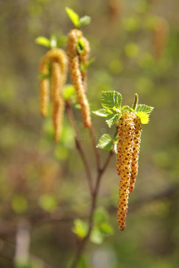 Birch bud on spring stock image. Image of sunlight, plant - 9087633