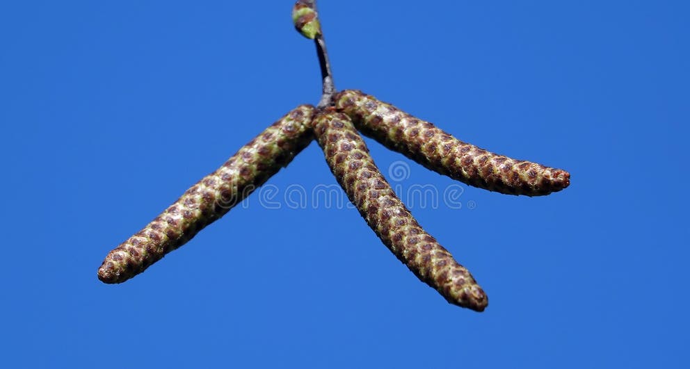 Birch buds in spring stock photo. Image of buds, ukraine - 273657944