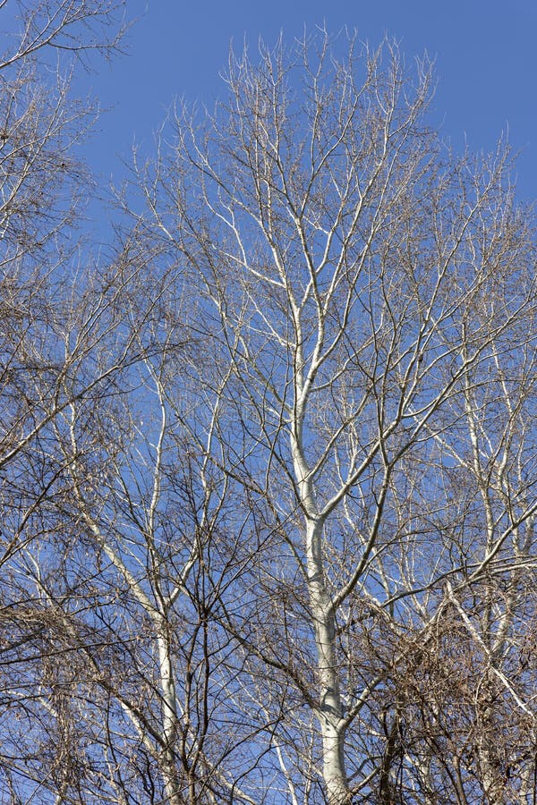 Birch Canopy Against the Bright Blue Sky Stock Photo - Image of nature ...