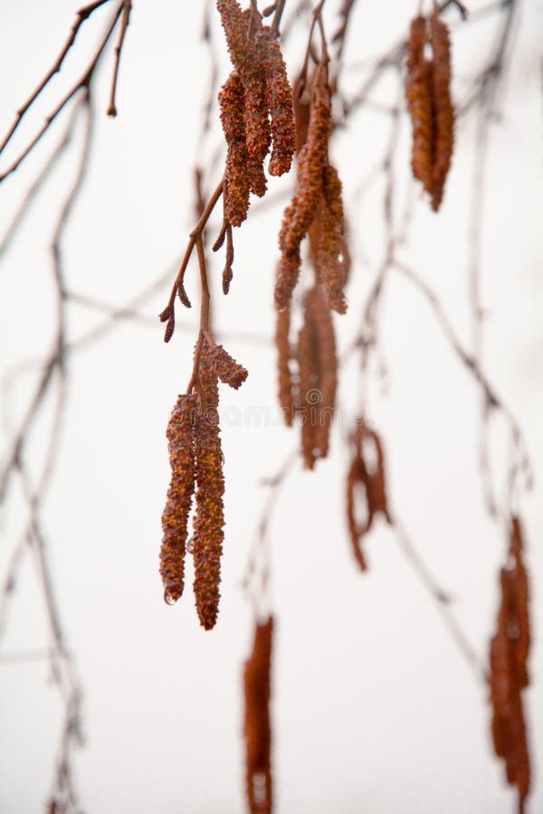 Birch Catkins and Buds with Dew Stock Photo - Image of spring, spaces ...