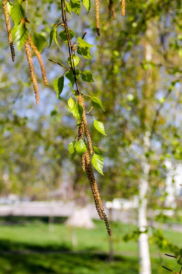 Birch Catkins with Green Leaves at Tree Branches Stock Image - Image of ...