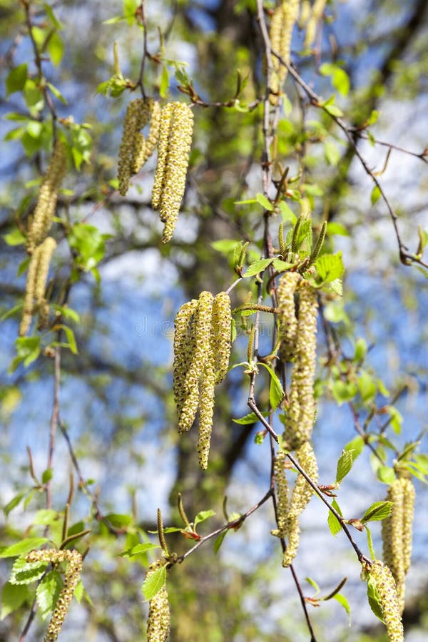Birch catkins, outdoors stock image. Image of hope, decoration - 86060199