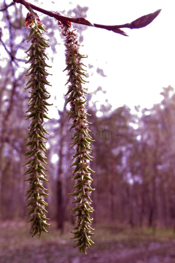 Birch Catkins Hanging On A Branch Stock Image - Image of catkin, forest ...