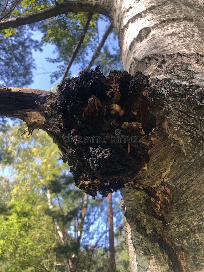 Birch Chaga Mushroom Growing on a Birch Tree Trunk Stock Photo - Image ...