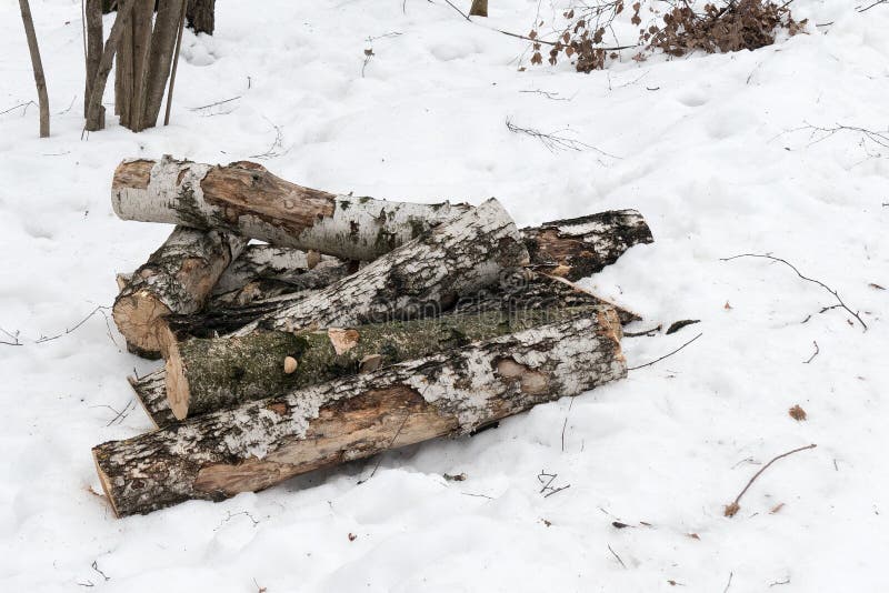Birch Chocks in the Snow in Winter Overcast Park Stock Image - Image of ...