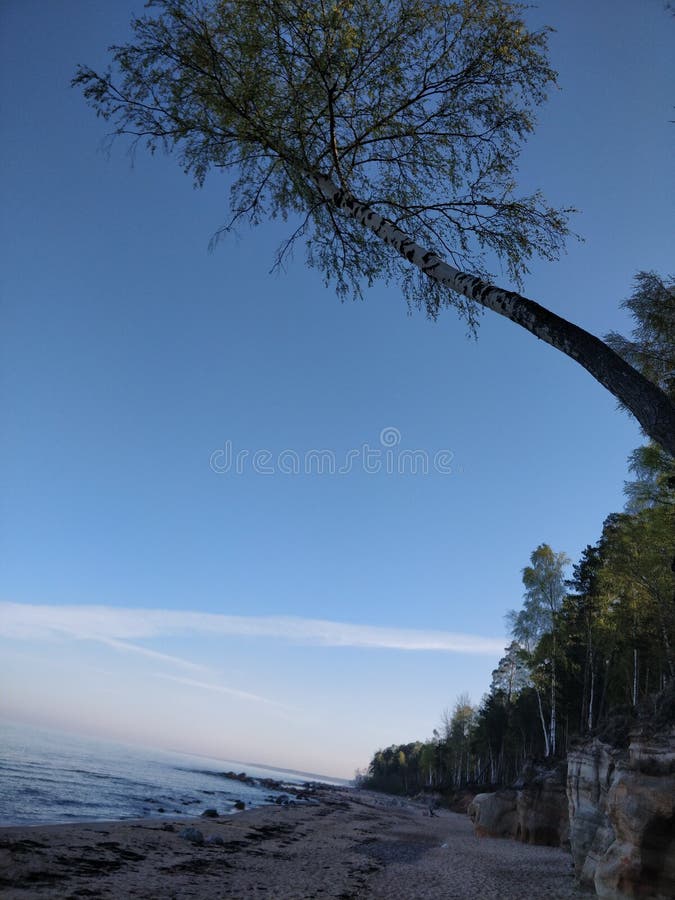 A birch at the cliff stock image. Image of beach, cliff - 117860001