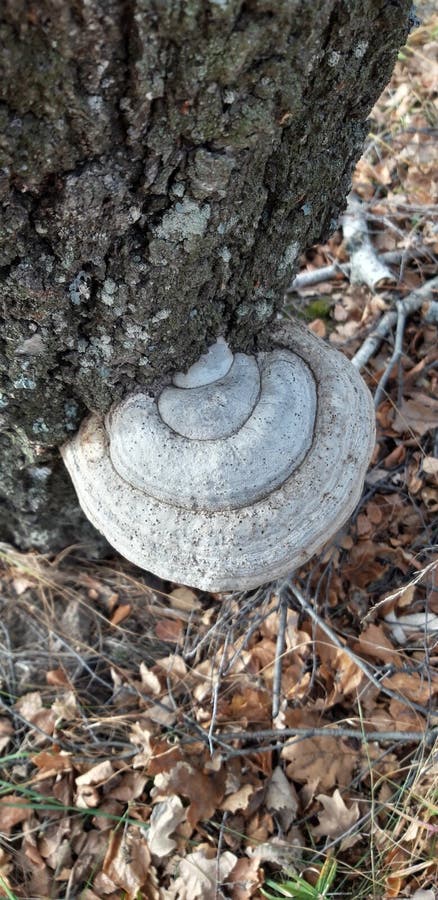 Birch stock image. Image of colour, trees, color, birch - 162324133