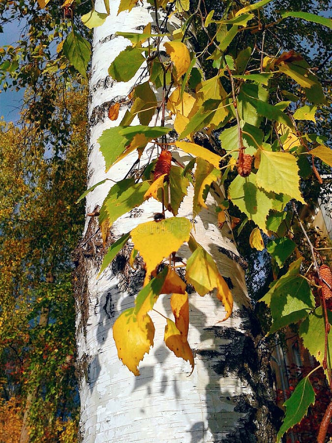 Birch stock photo. Image of tree, colorful, autumn, leaves - 45434176