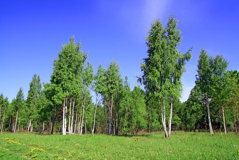 Copse of Aspen Trees in Fall Color Stock Image - Image of forest ...