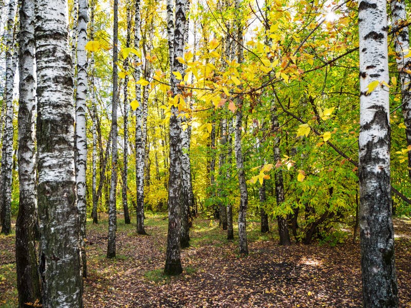 Birch copse stock image. Image of birch, landscape, flora - 54601321