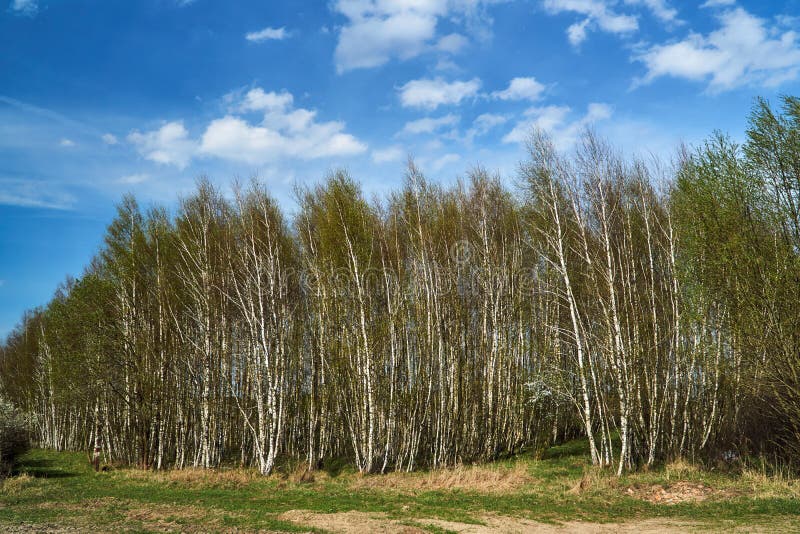 Birch Copse. Spring Landscape Stock Photo - Image of view, natural ...