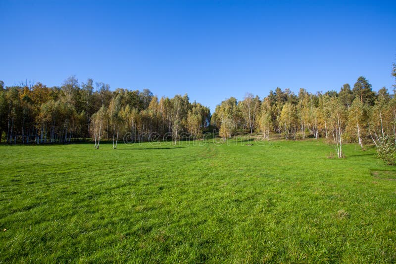 Birch Copse on Summer Field Stock Image - Image of branch, light: 55672677