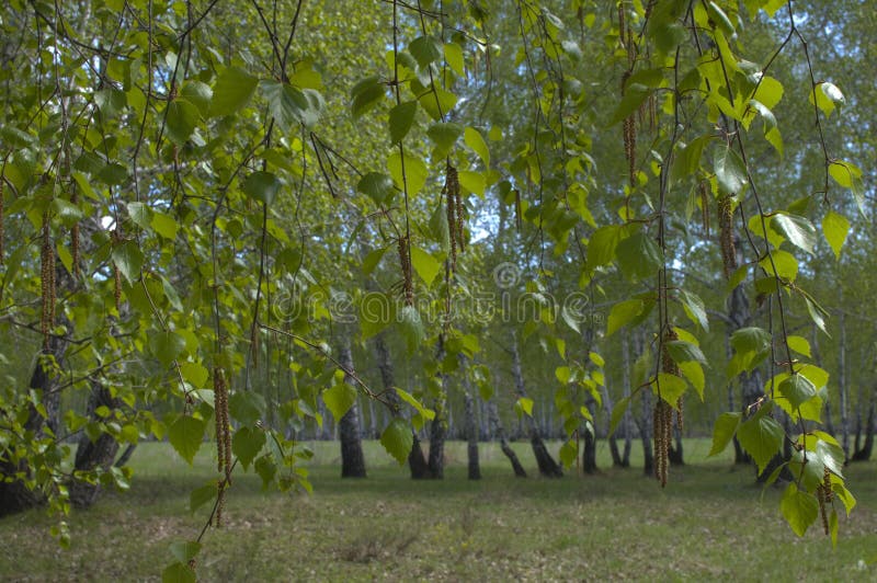 Birch Copse. Spring Landscape Stock Photo - Image of view, natural ...