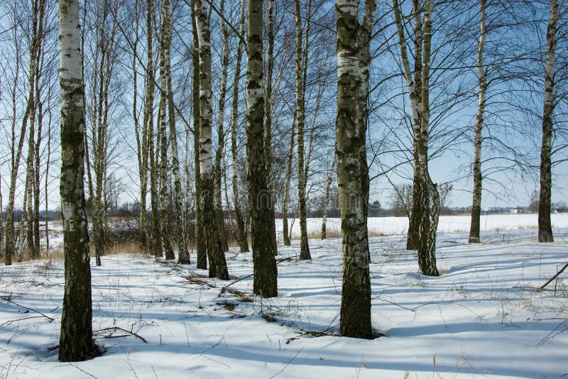 Birch copse in winter day stock photo. Image of cold - 133784136