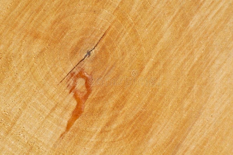 Birch cross section stock photo. Image of abstract, birch - 27552430