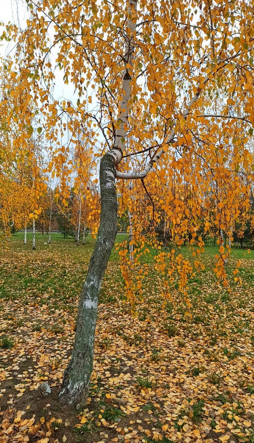 Birch dressed up in autumn stock image. Image of sensation - 260092331
