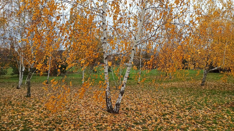 Birch dressed up in autumn stock image. Image of crown - 260092415