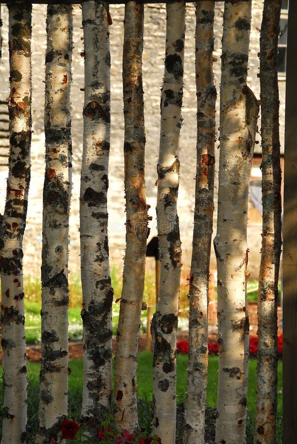 Birch fence stock photo. Image of rough, grey, outdoors - 20074080
