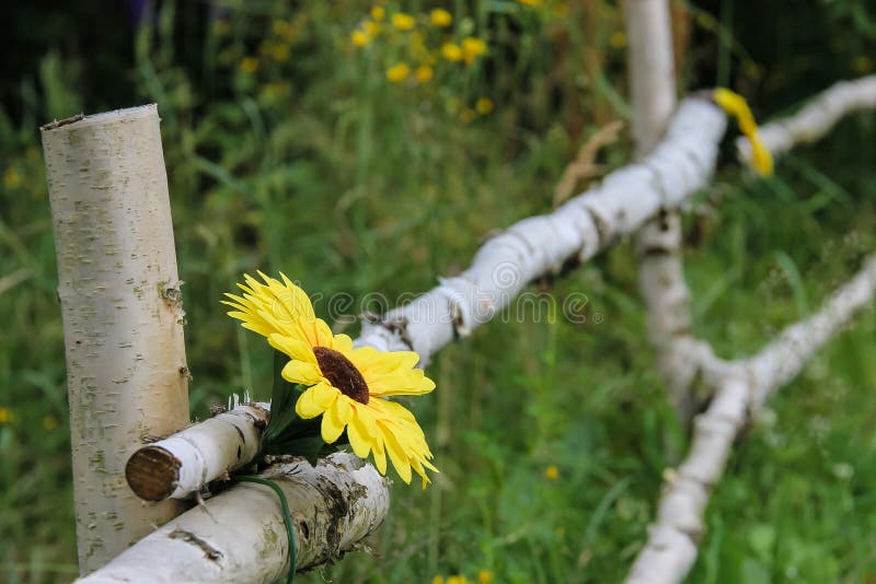 Birch Fence with Yellow Flower Stock Image - Image of fence, beauty ...