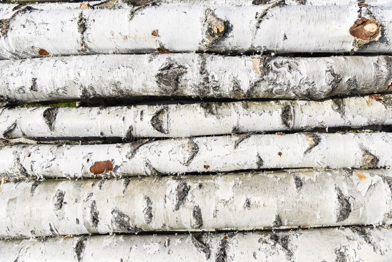 Birch fire wood stock image. Image of birch, lumber, burning - 2800117