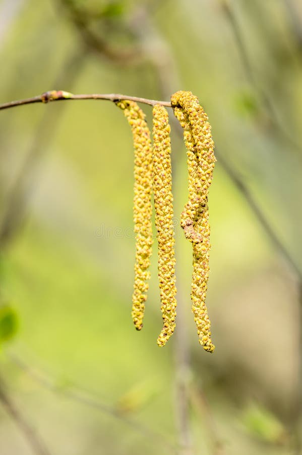 Birch flowers stock image. Image of spring, allergy, botany - 53981505