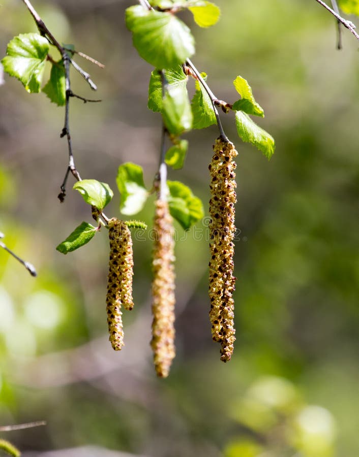 Birch flowers in nature stock image. Image of beauty - 97882537