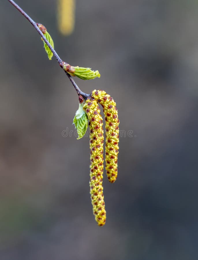 Birch Flowers and Open Buds Close-up during Flowering Stock Image ...