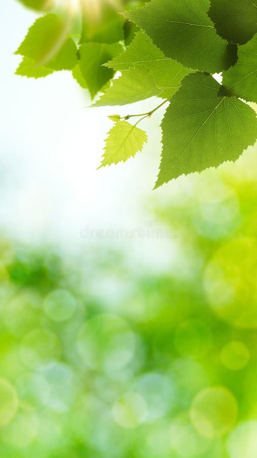 Birch Foliage Under Bright Sunlight, Abstract Spring and Summer ...