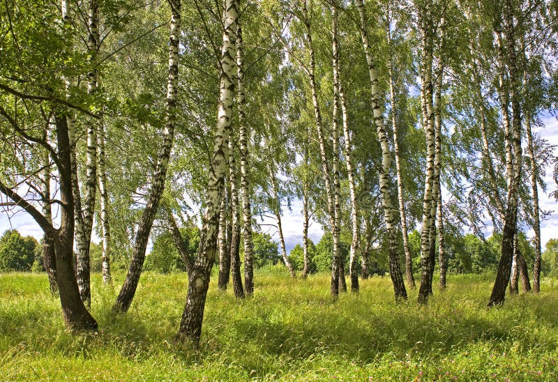 White Birch Trees in Forest with Sun Stock Photo - Image of forest ...
