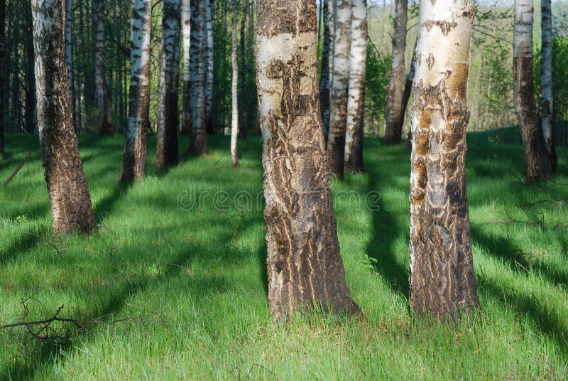 Birch forest stock photo. Image of forest, environment - 19811892