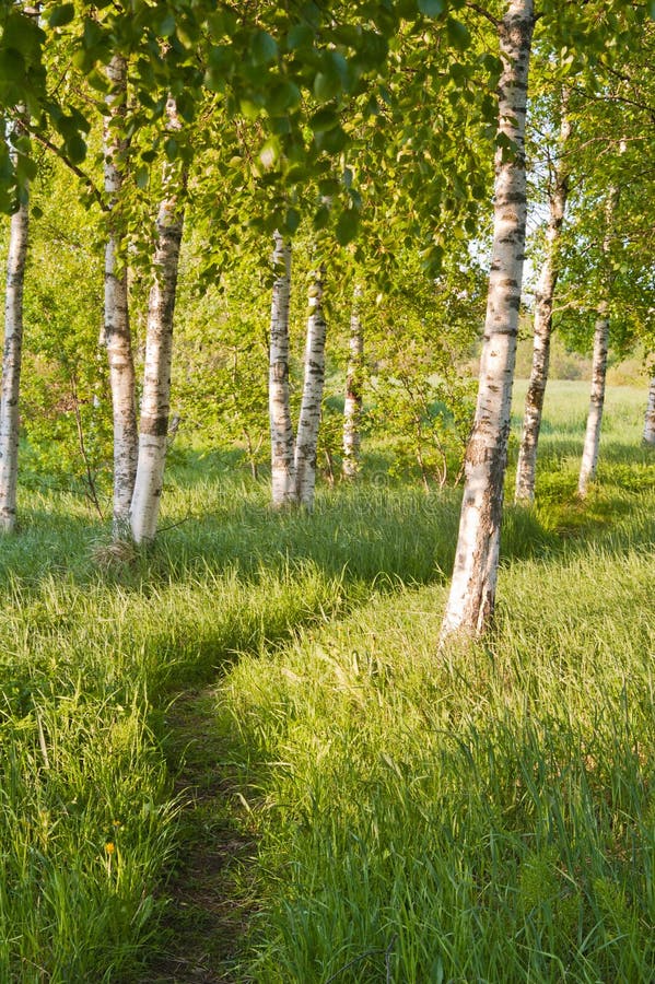 Birch forest stock image. Image of sunlight, afternoon - 19820157