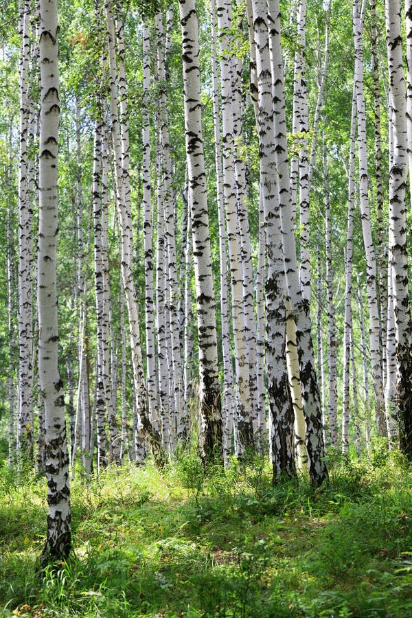 Summer Birch Forest Landscape Stock Image - Image of white, landscape ...