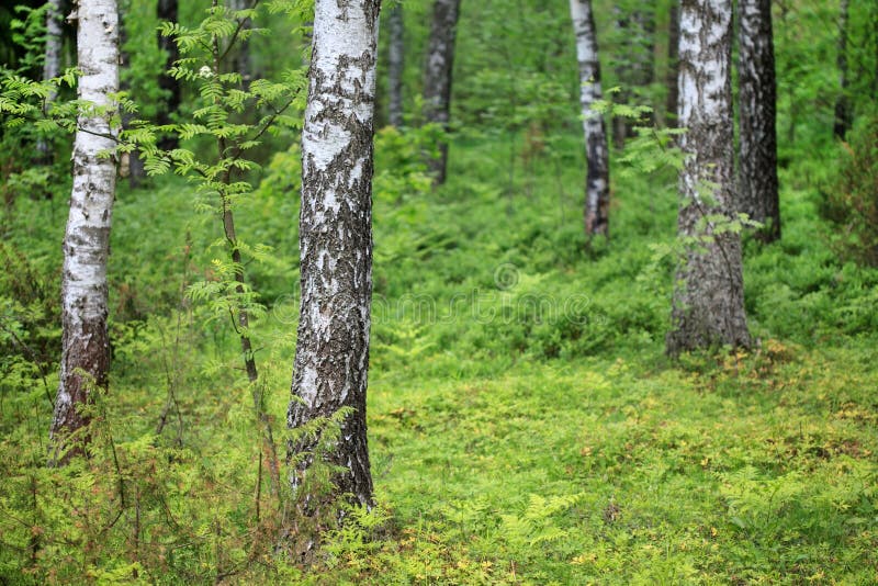 Birch forest stock photo. Image of environmental, plant - 25196166