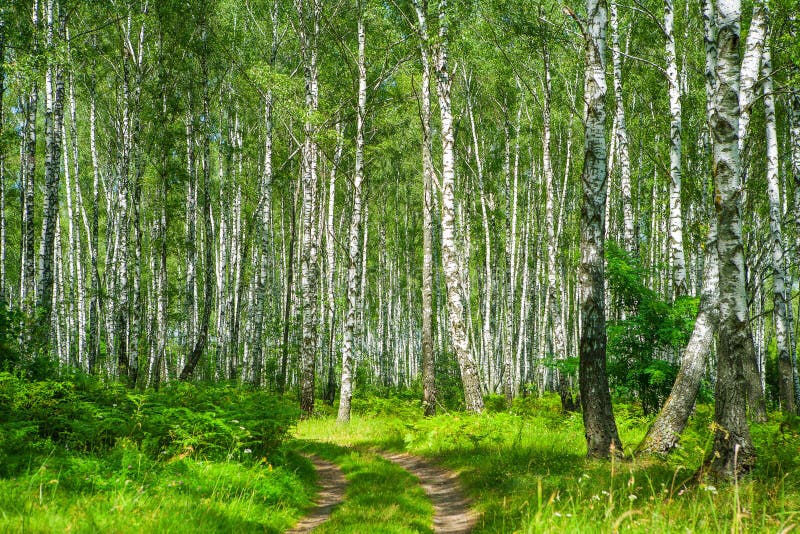 Birch forest stock photo. Image of park, outdoors, birchs - 29550014