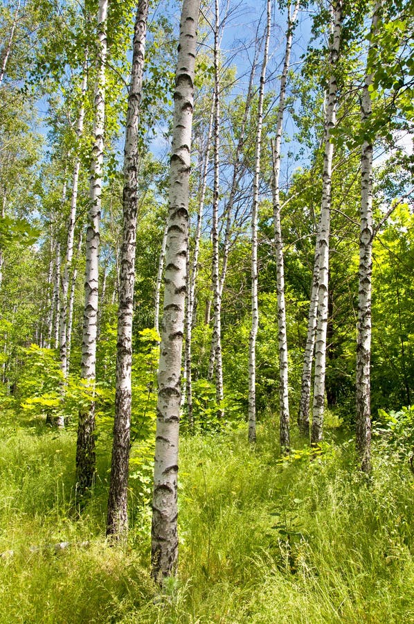 Birch forest stock photo. Image of graceful, tall, forest - 37684418